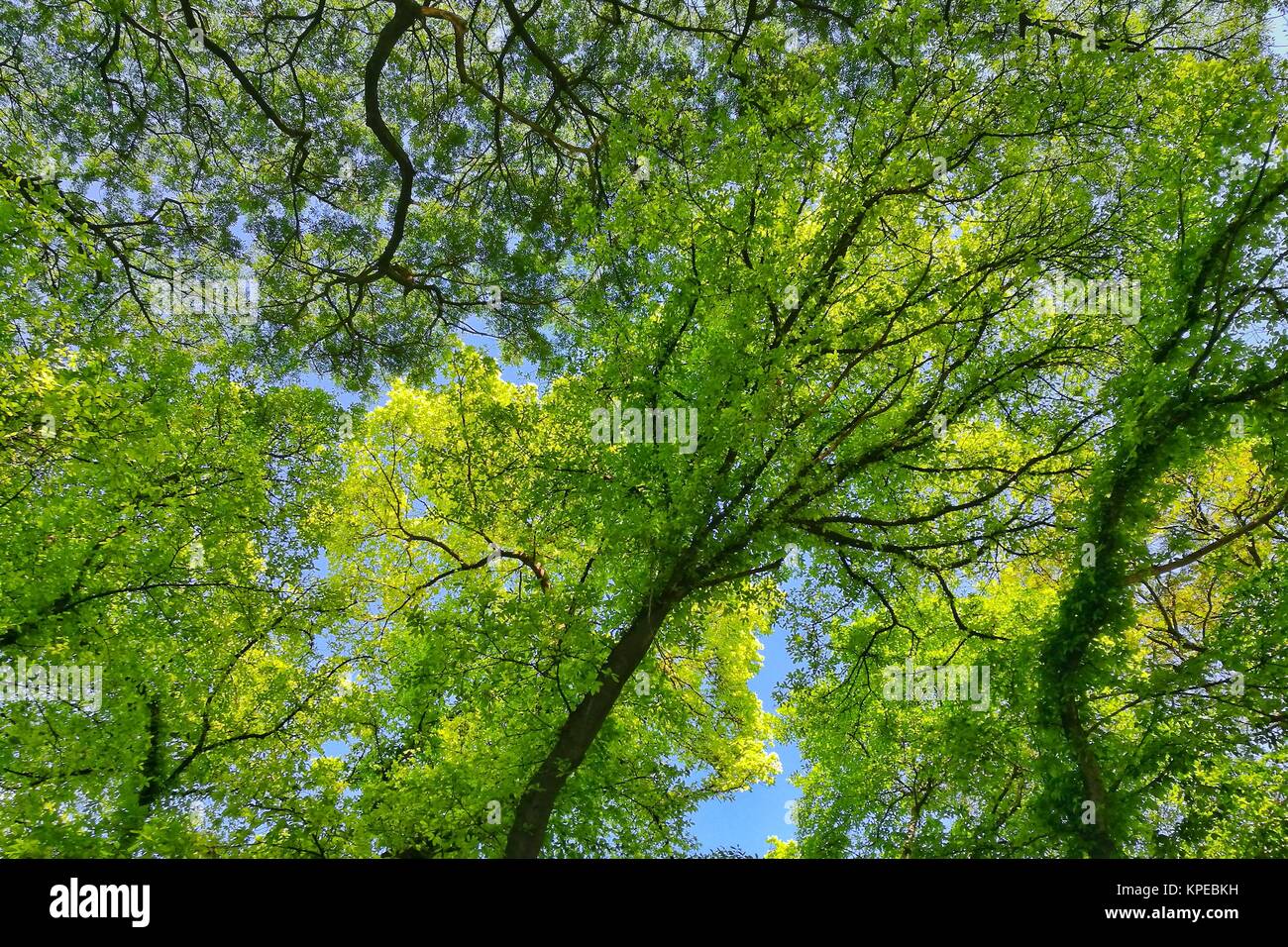 Ficus rain tree canopy hi-res stock photography and images - Alamy