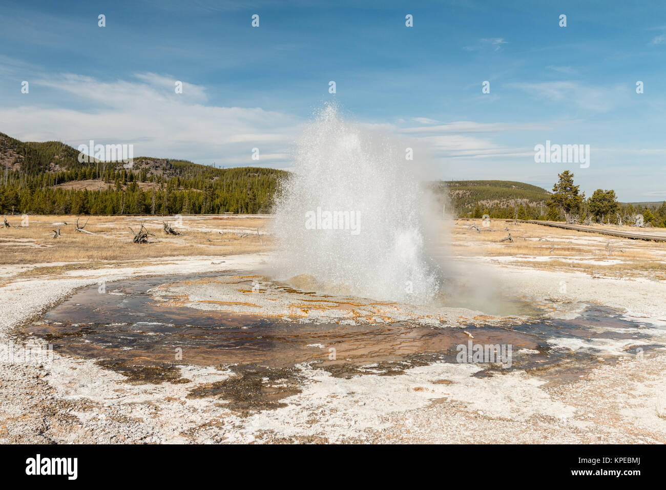 Jewel Geyser erupting in Yellowstone National Park, Wyoming Stock Photo ...