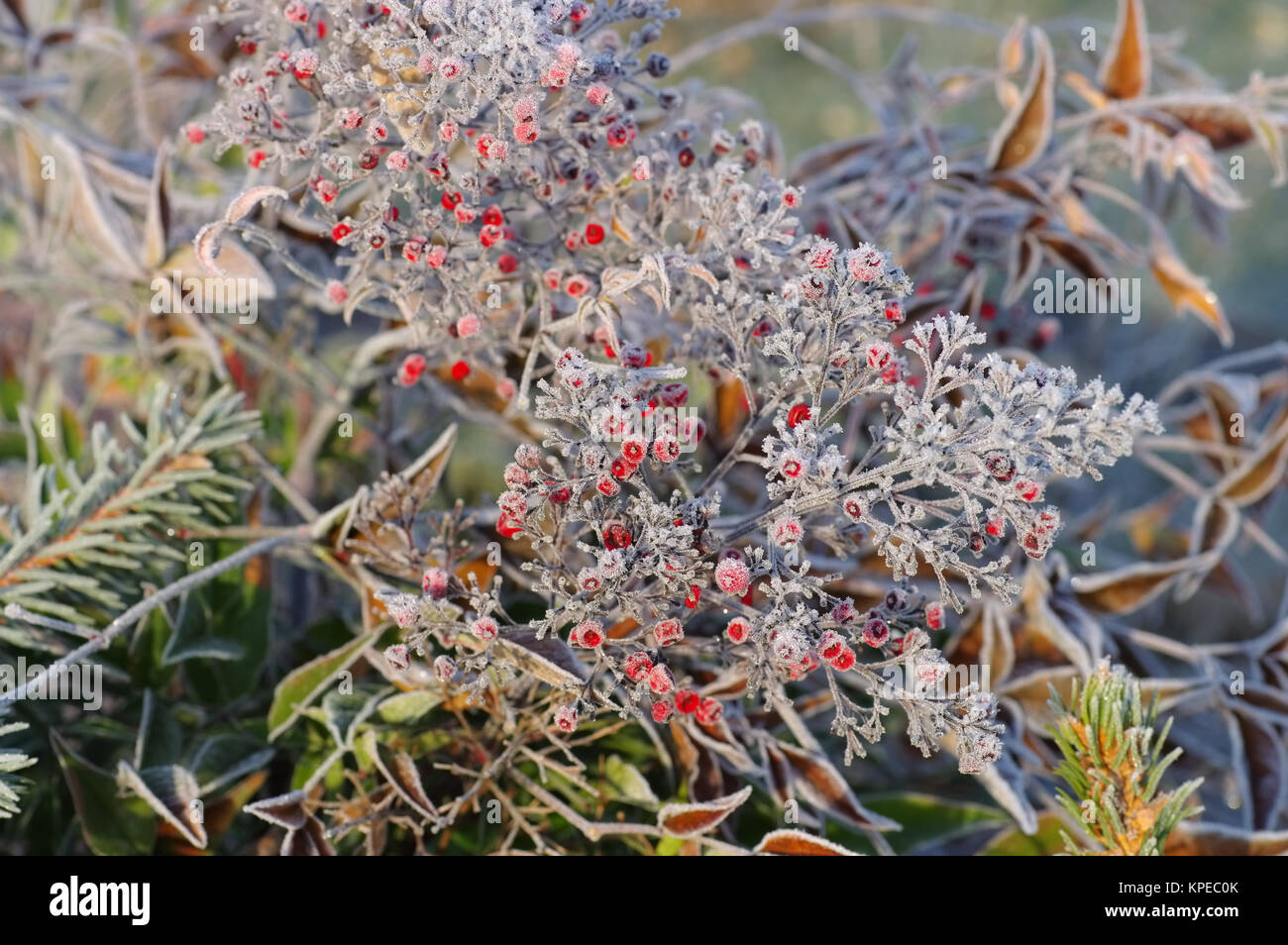 holy bamboo - heavenly bamboo in winter Stock Photo - Alamy