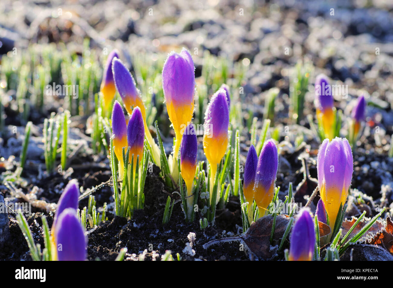 crocus sieberi firefly - crocus sieberi firefly Stock Photo - Alamy