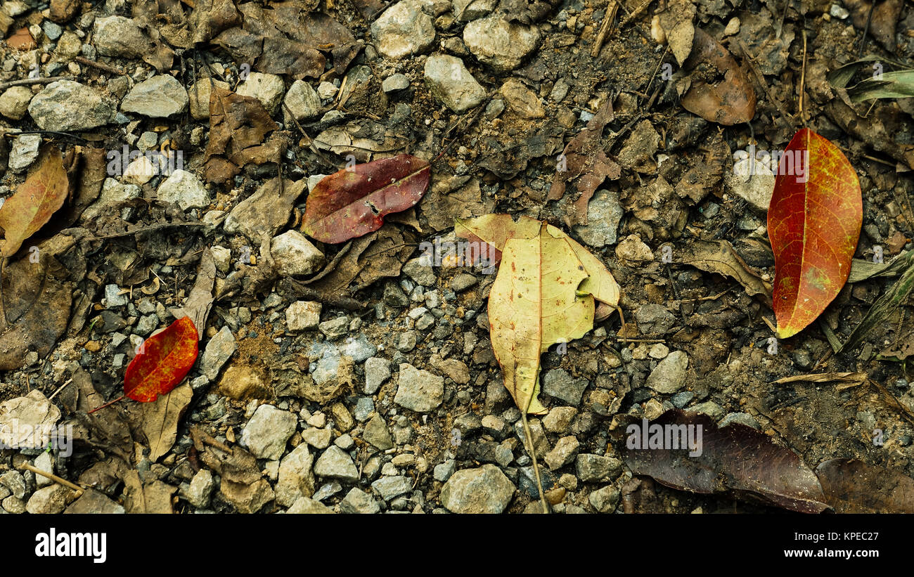 Closeup dirty stone floor with dried leaves texture background Stock ...