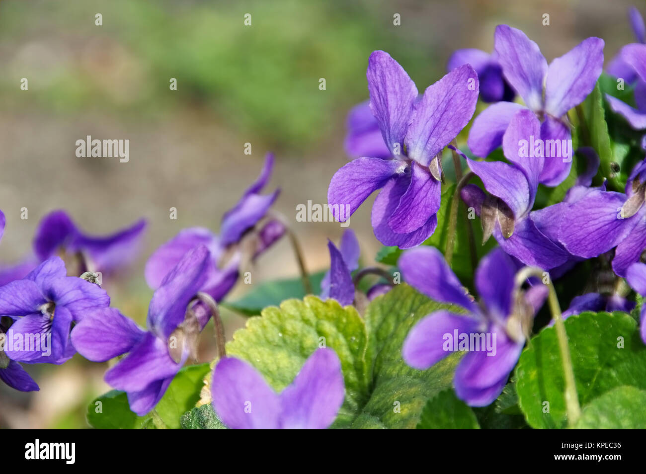 Veilchen im Frühling - purple Viola odorata in spring Stock Photo - Alamy