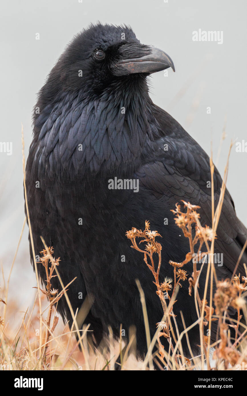 Raven looking hi-res stock photography and images - Alamy