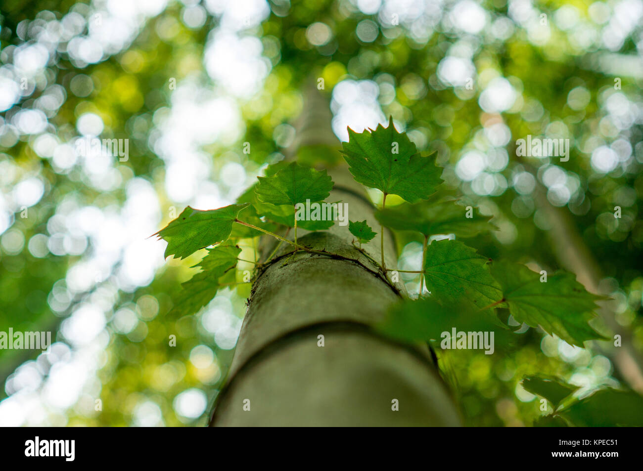 Vines on bamboo Stock Photo - Alamy