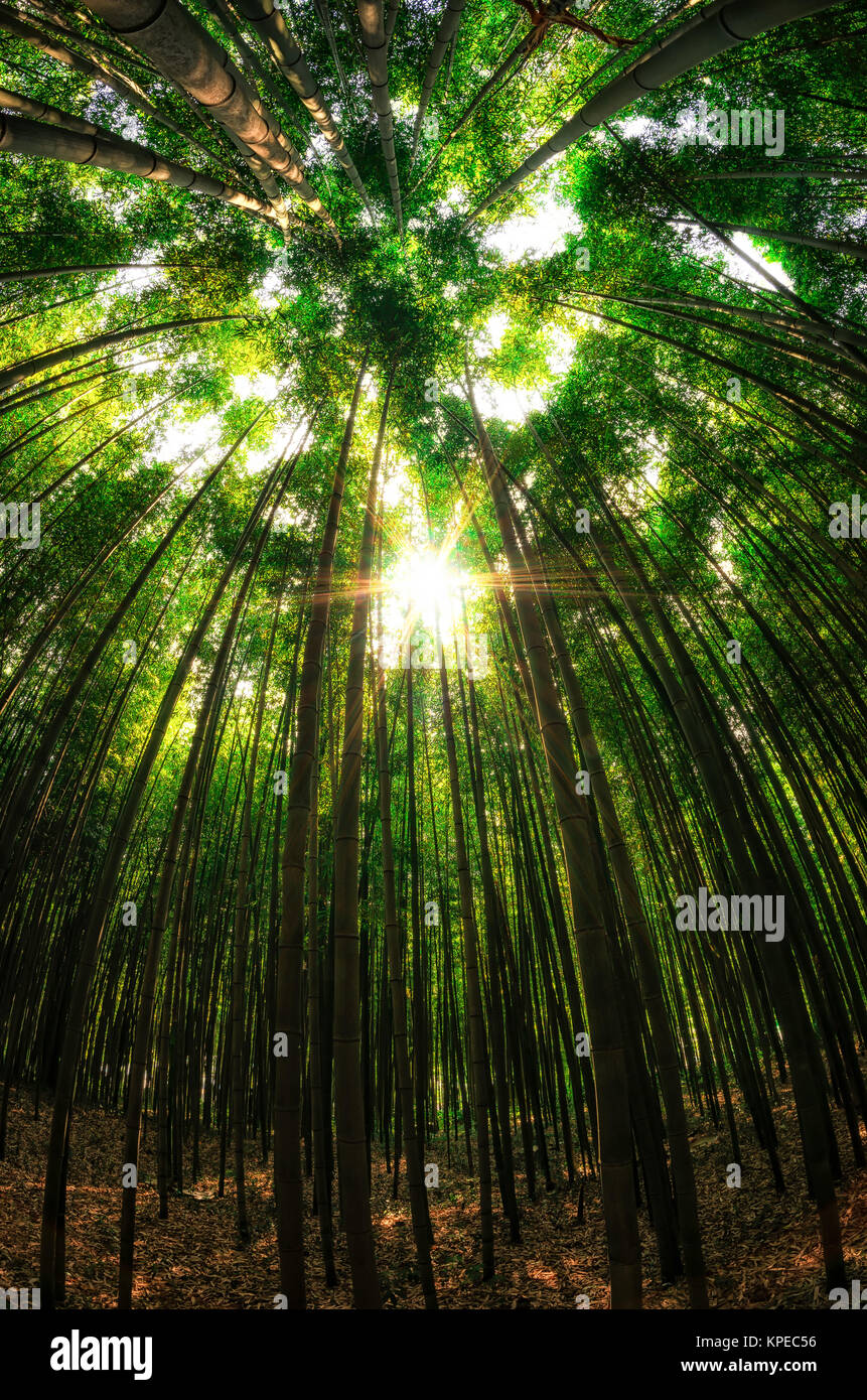 Damyang bamboo forest hi-res stock photography and images - Alamy