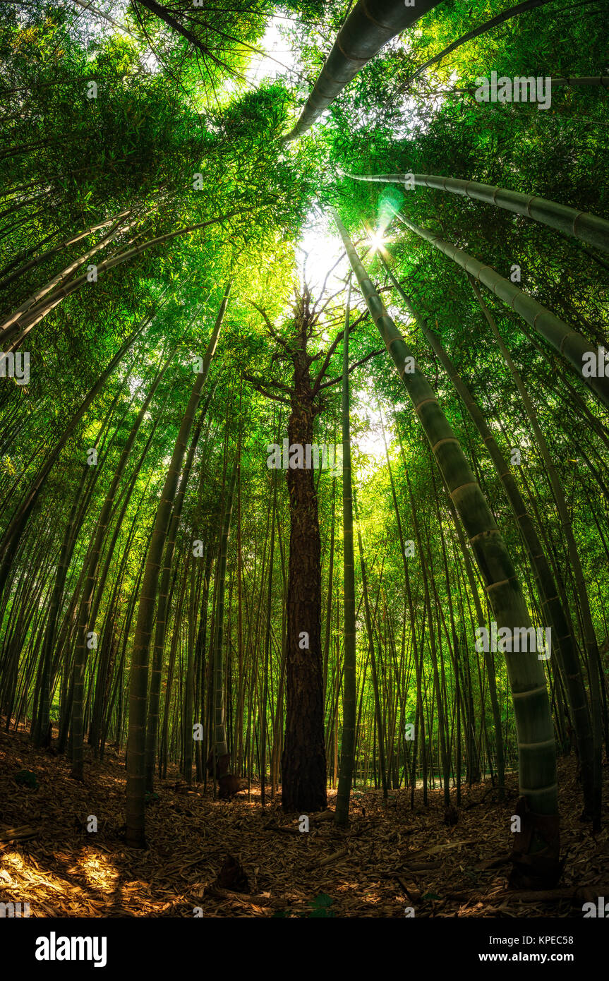 Damyang bamboo forest hi-res stock photography and images - Alamy