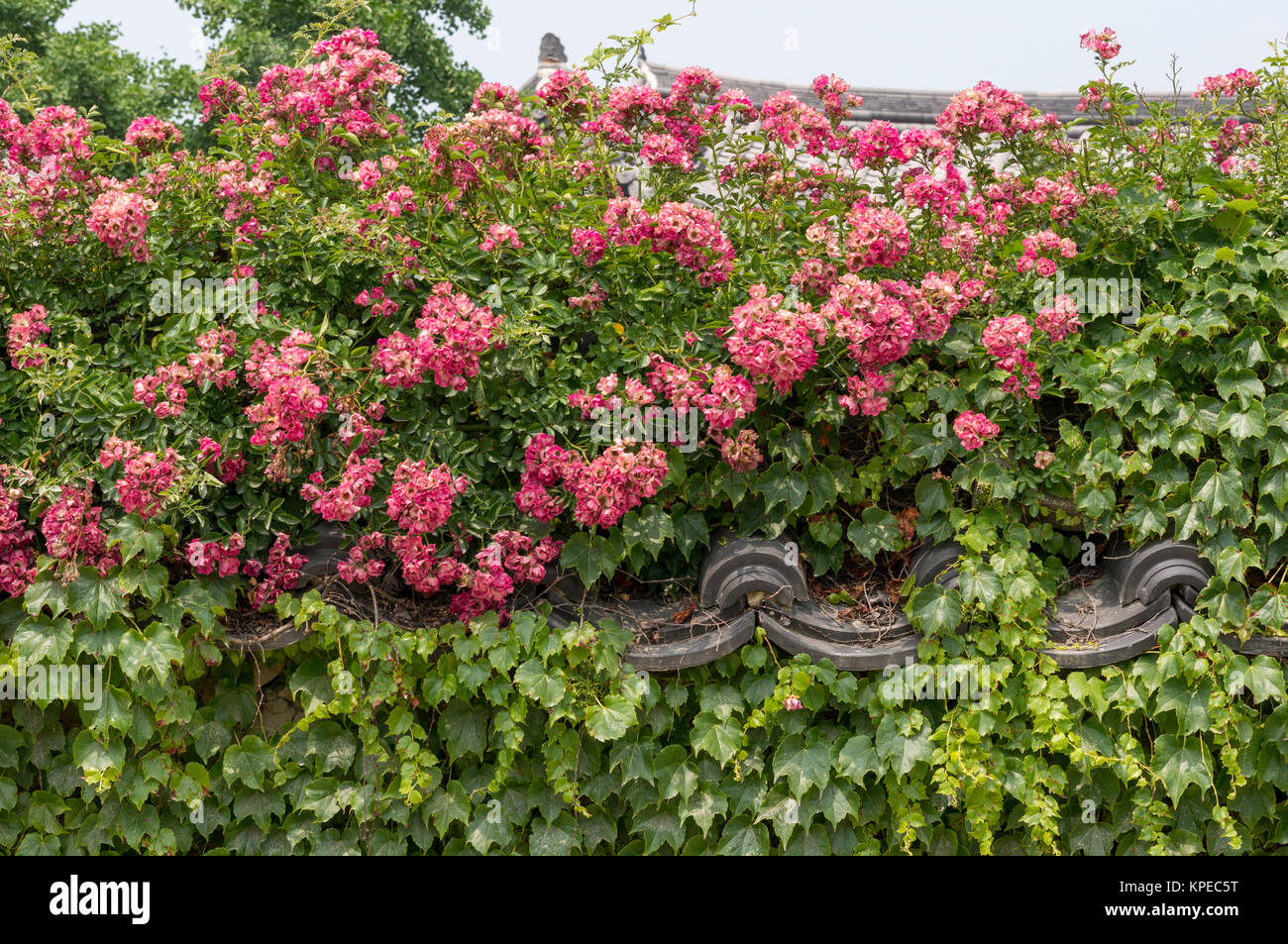 Korea culture design of flowers hi-res stock photography and images - Alamy