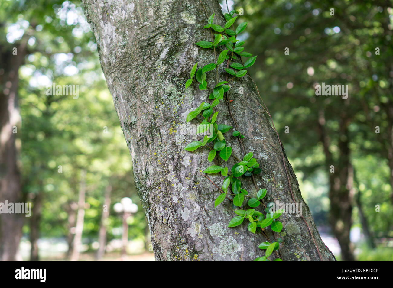 Mountain climber twist hi-res stock photography and images - Alamy
