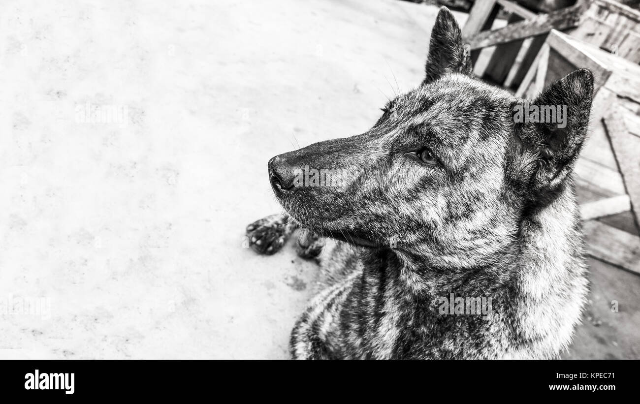 Dogs That Look Like Tigers at Sue Alexander blog