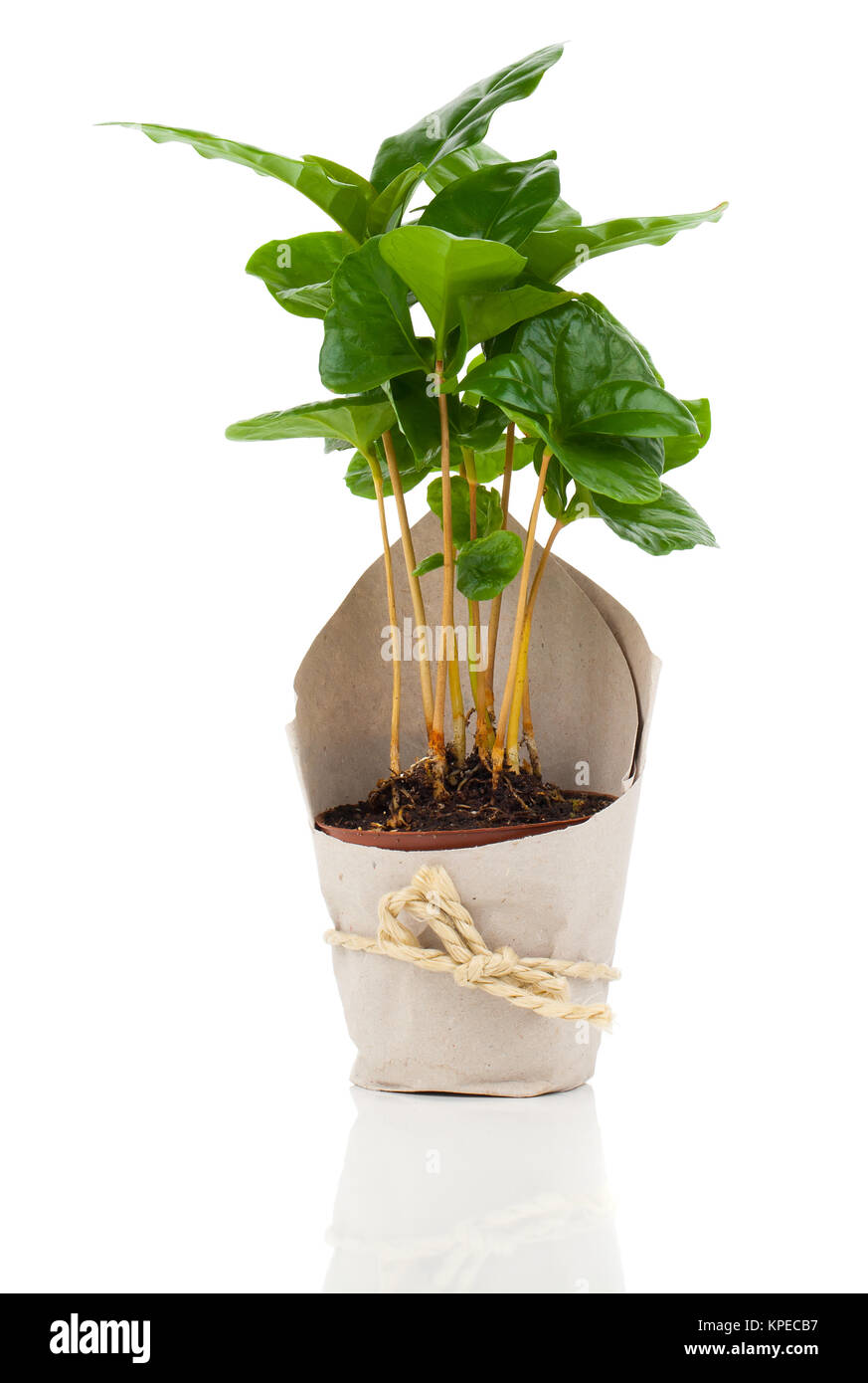 Plant saplings hi-res stock photography and images - Alamy