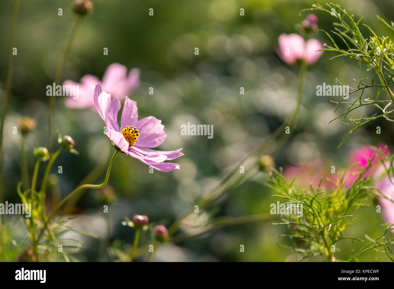 Pink Cosmos blooming Stock Photo - Alamy