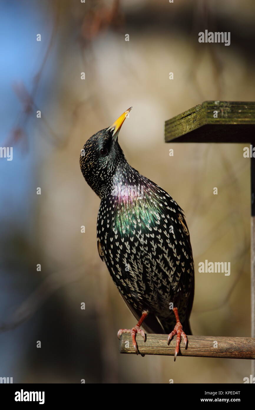 A star looking for a home Stock Photo - Alamy