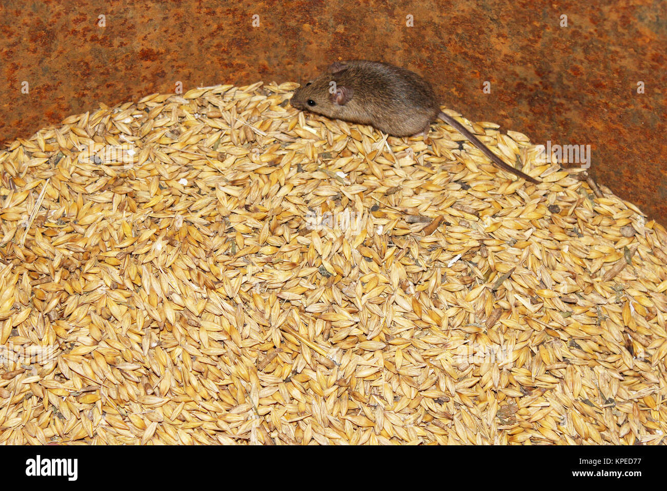 mouse on the wheat in the pantry Stock Photo - Alamy