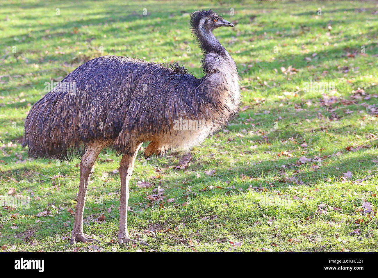 Australian runner hi-res stock photography and images - Alamy