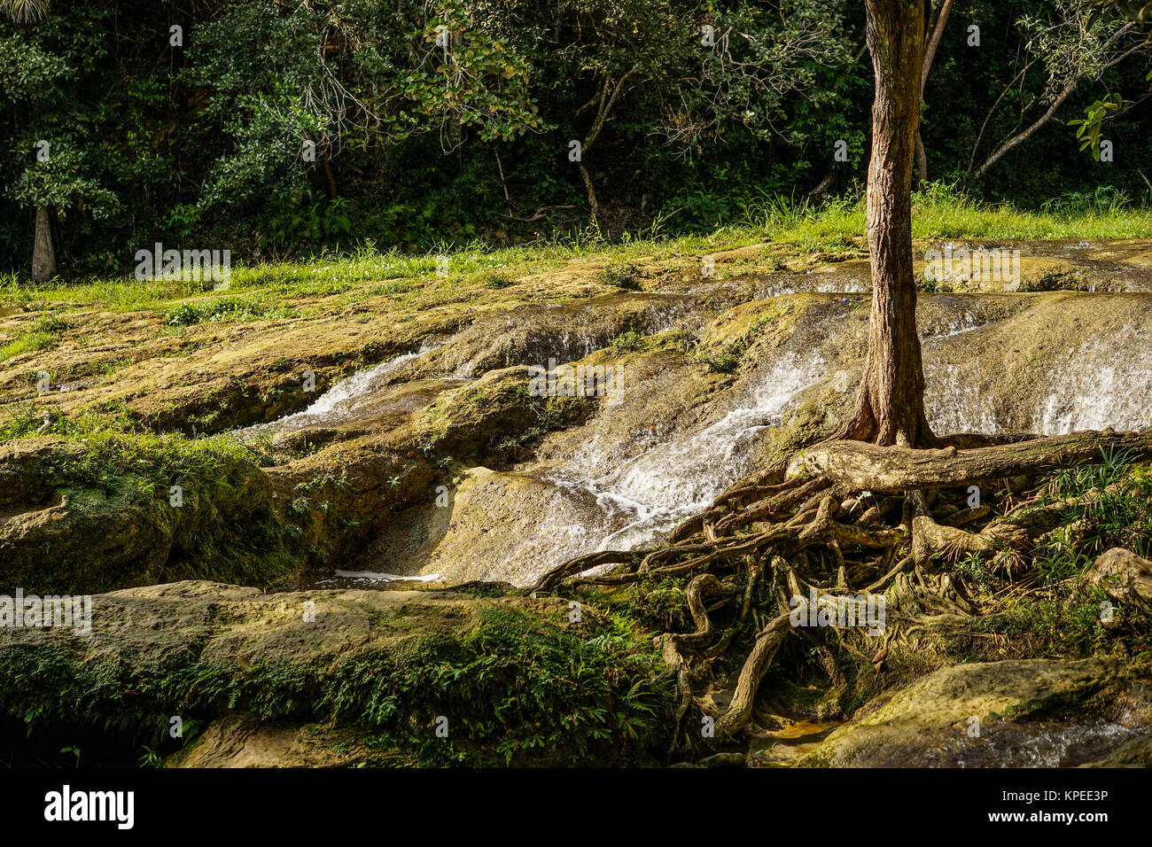 small waterfall by the tree Stock Photo - Alamy