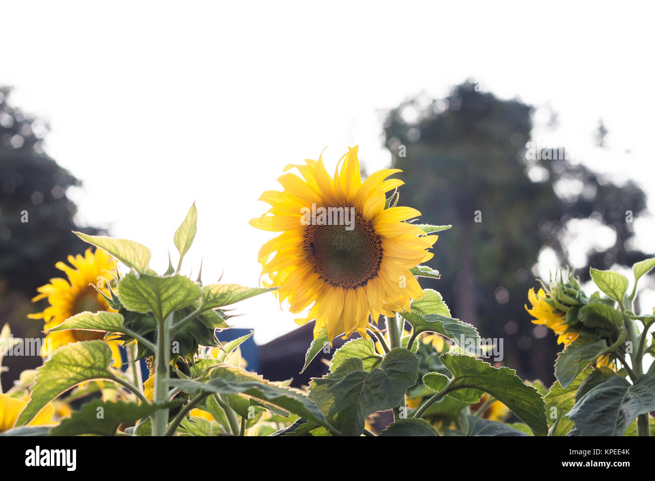 Beautiful sunflower with natural background Stock Photo - Alamy