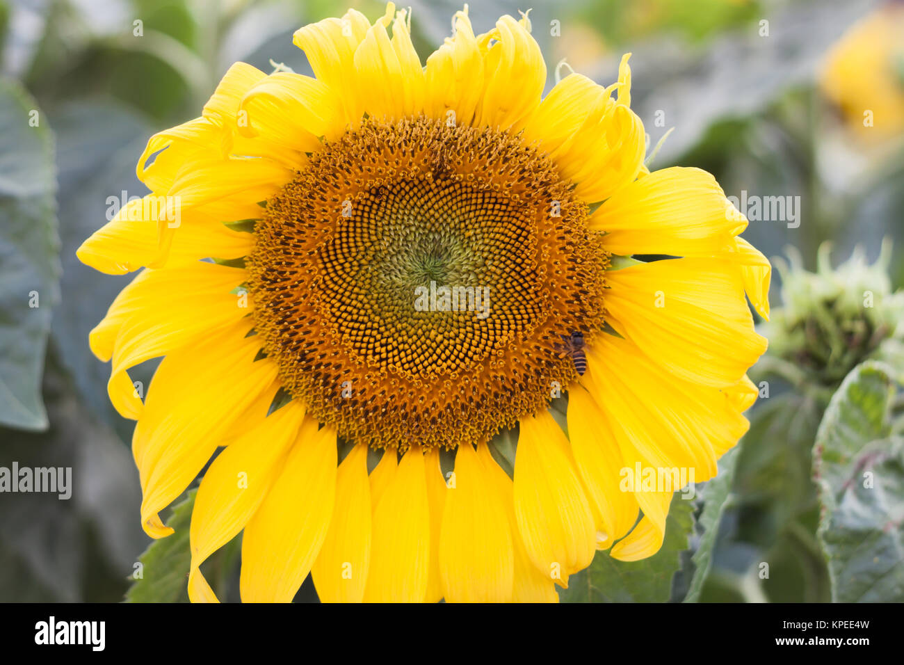 Beautiful sunflower with natural background Stock Photo - Alamy
