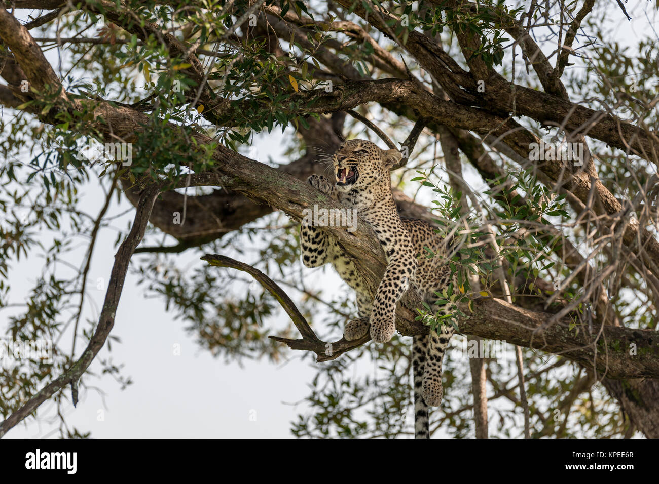 Leopard claws hi-res stock photography and images - Alamy