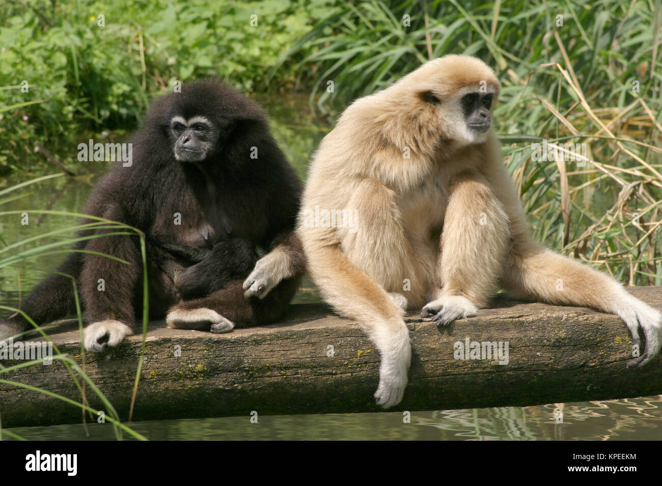Two gibbons sit on a tree trunk (Hylobatidae Stock Photo - Alamy
