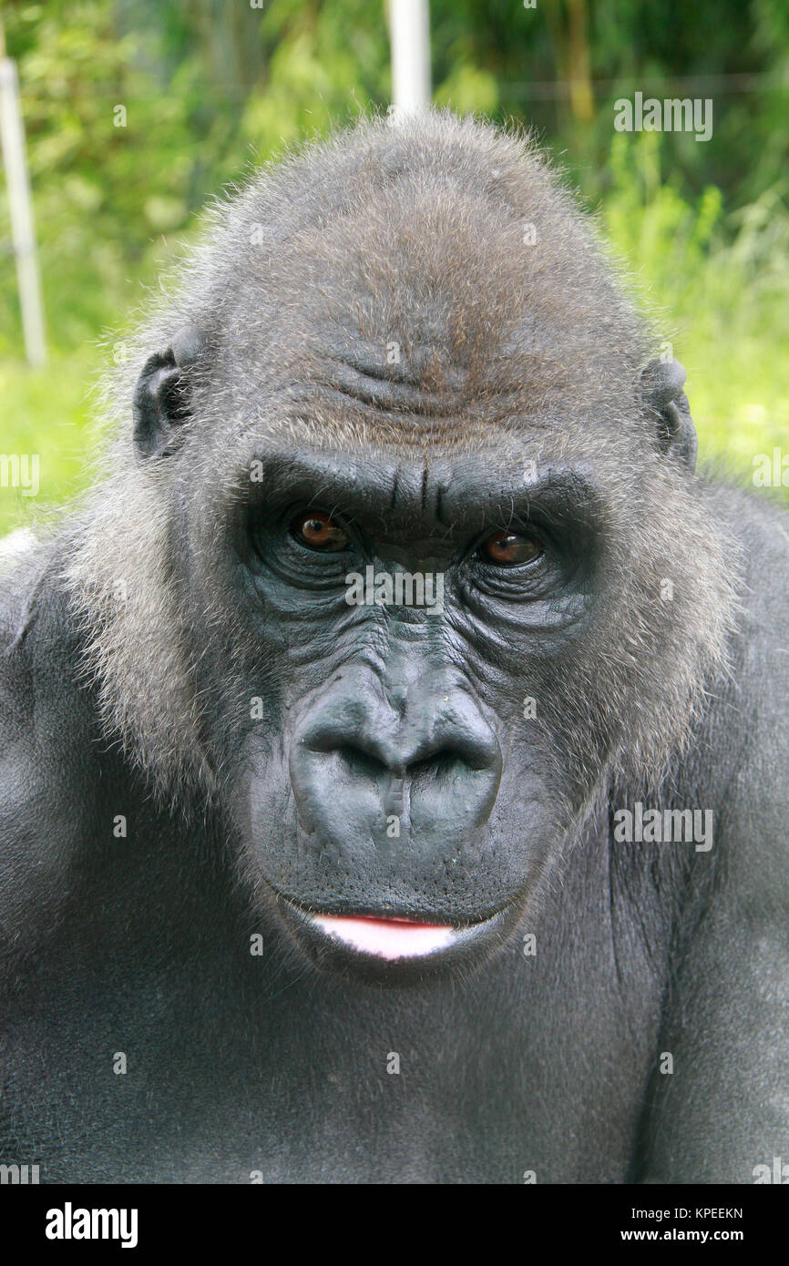 Gorilla Portrait from the front Stock Photo - Alamy