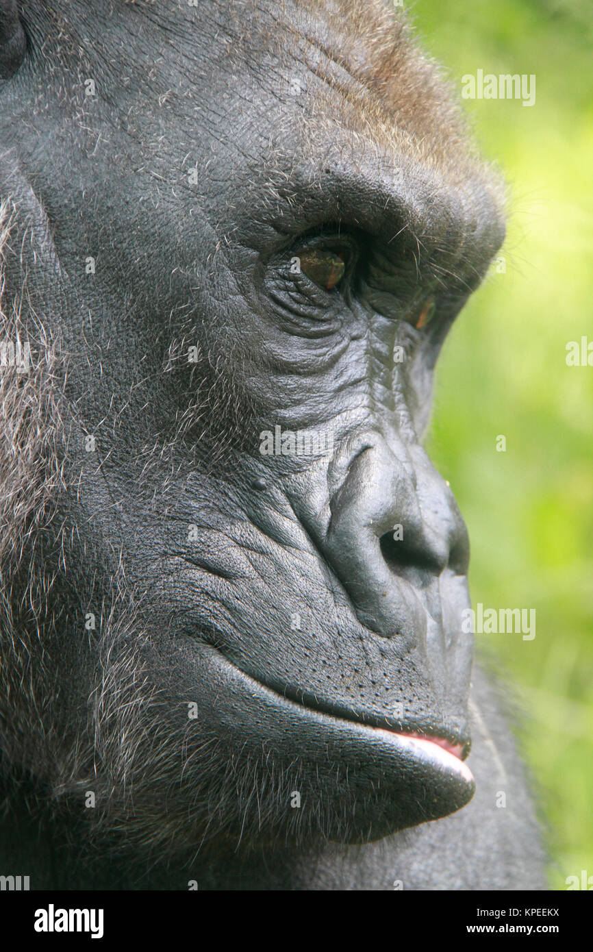 Gorilla Face From The Side
