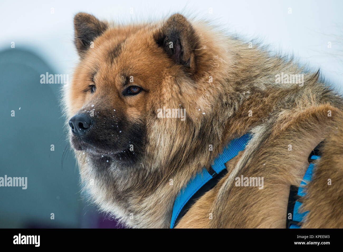 What Breed Are Iditarod Dogs