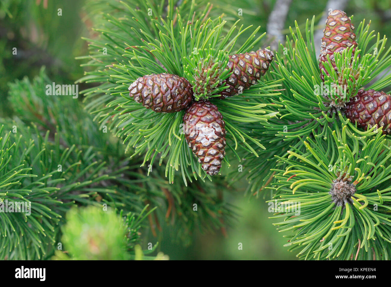 pine branch with cones (pinaceae Stock Photo - Alamy