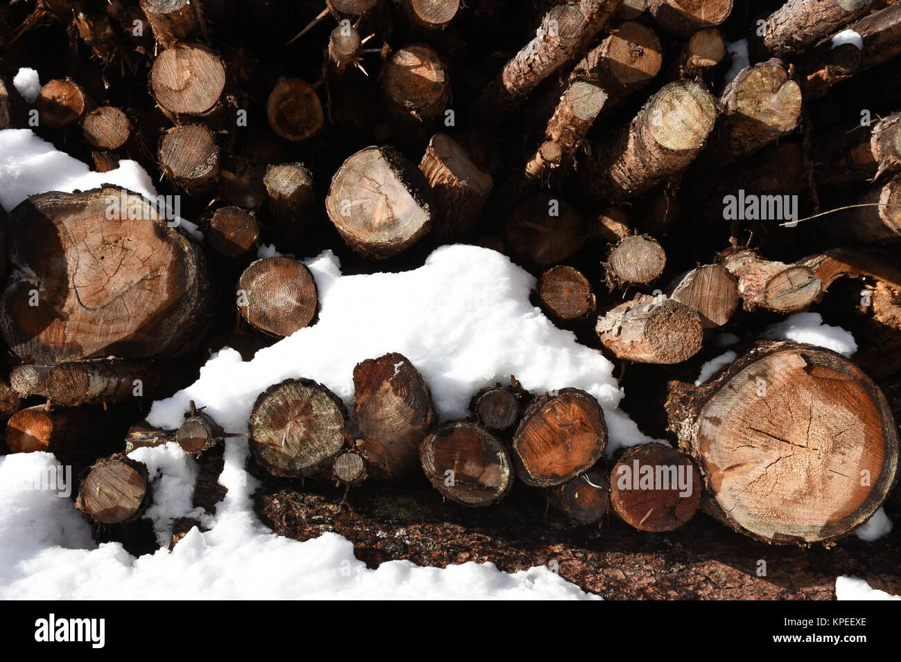 Woodcut tree trunk hi-res stock photography and images - Alamy