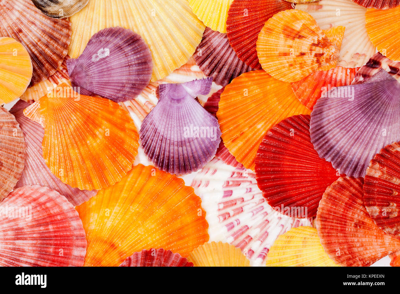 background with colorful sea shells of mollusks, close up Stock Photo ...