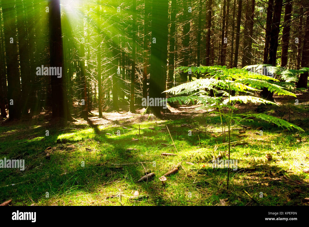 Beautiful morning scene in the forest with sun rays .Germany forest ...
