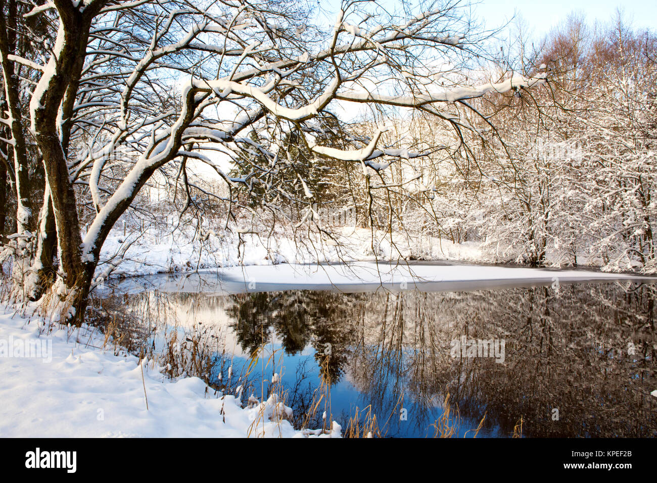 Frosty tree in the winter scenery . Winter landscape of frozen trees ...
