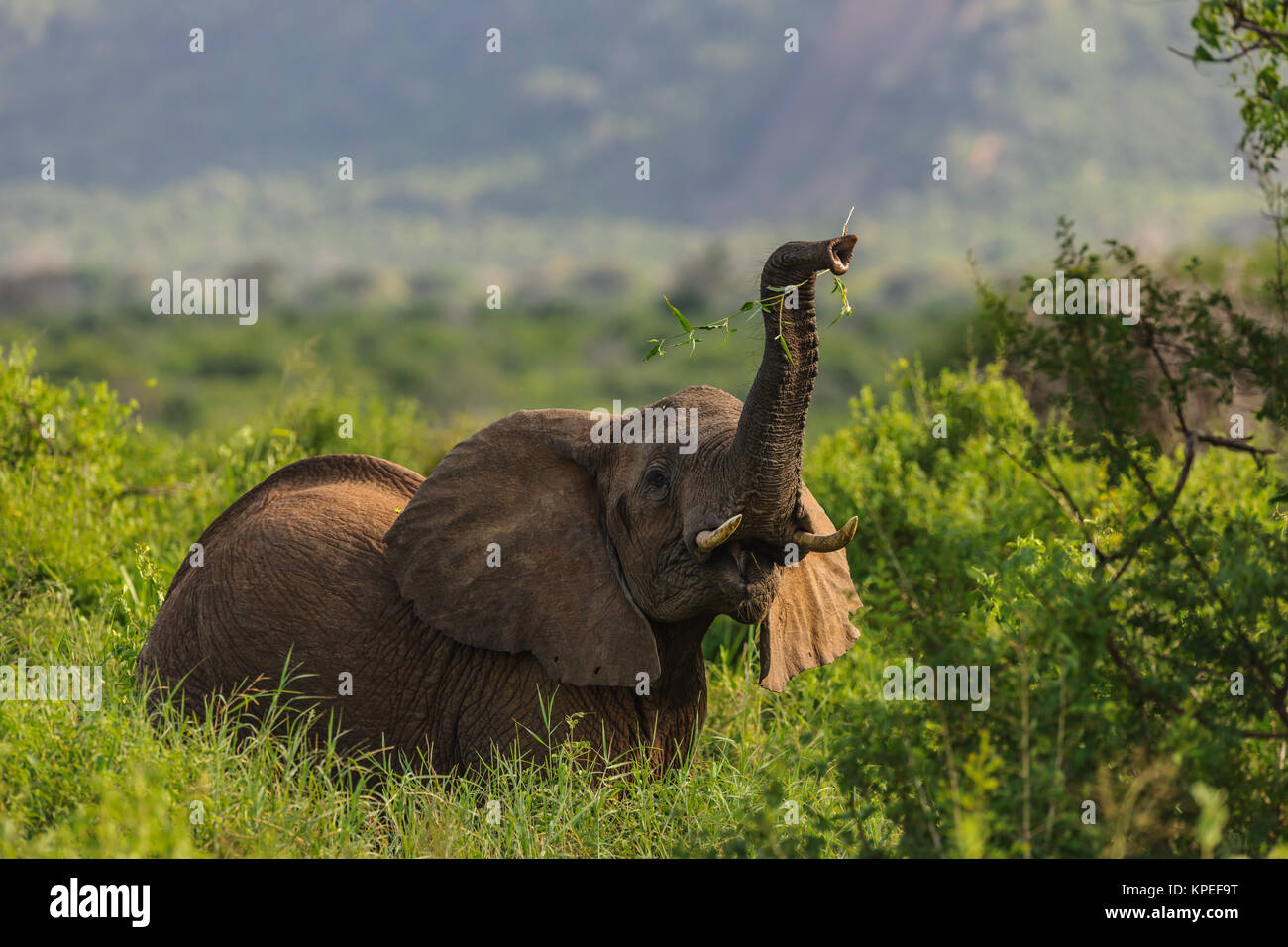 big Elephant in the savannah of Africa Stock Photo - Alamy