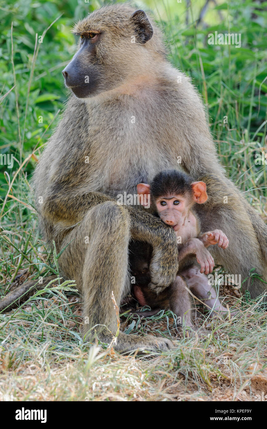 baboon on the tree Stock Photo - Alamy