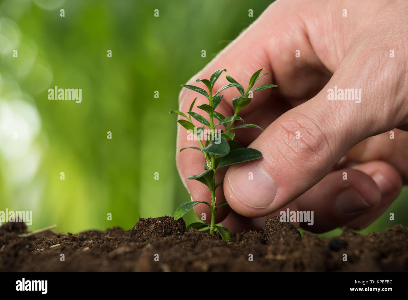 Person Hand Planting Small Tree Stock Photo - Alamy