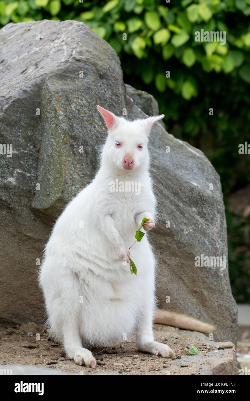 Closeup of a Red-necked Wallaby white albino female Stock Photo - Alamy