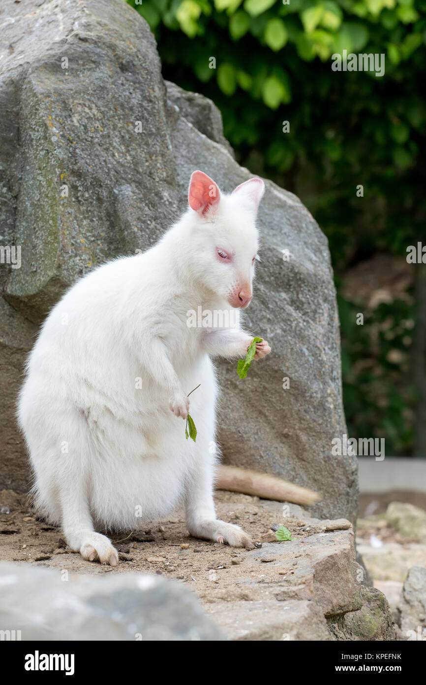 Closeup of a Red-necked Wallaby white albino female Stock Photo - Alamy