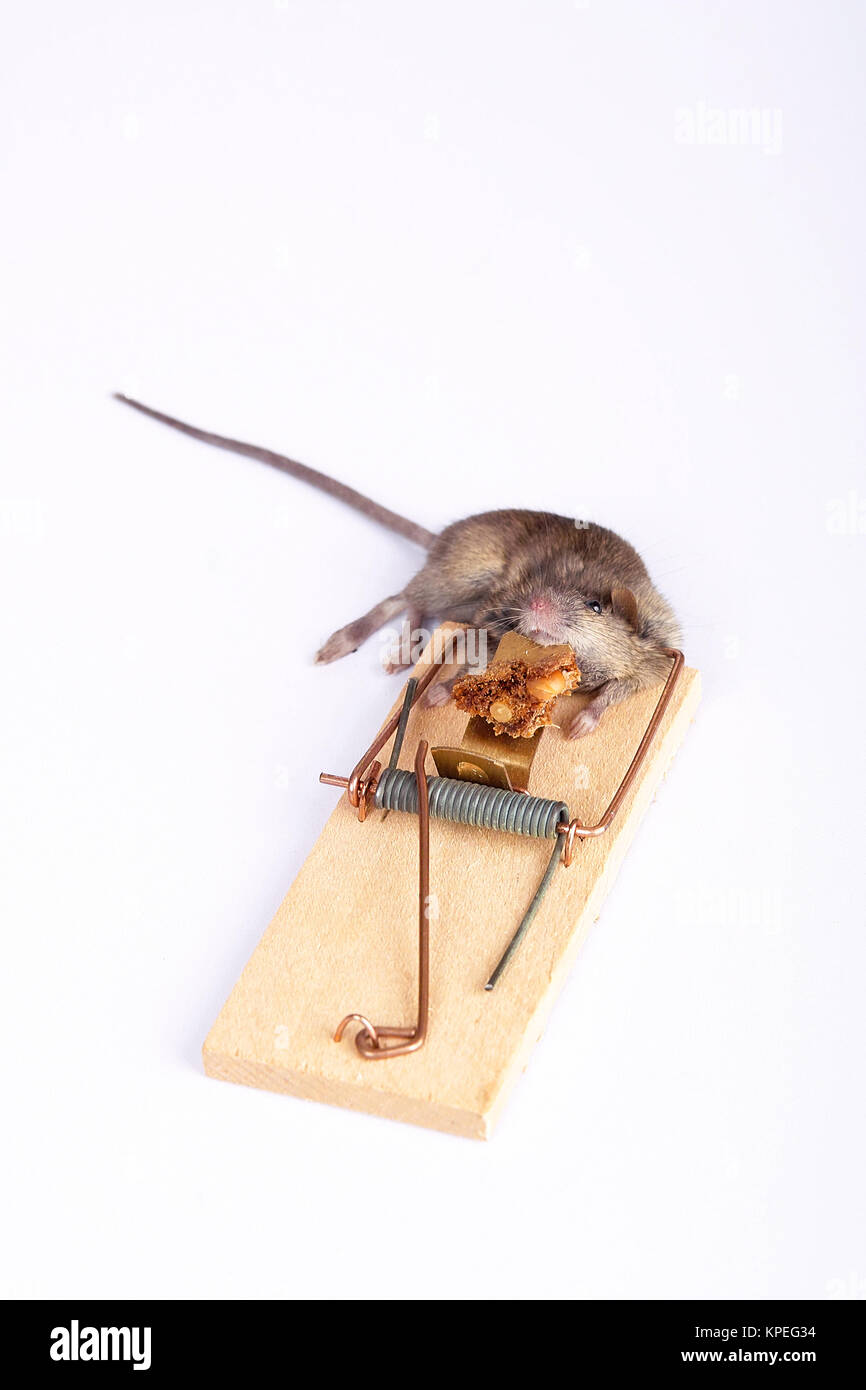 mouse in a mousetrap Stock Photo - Alamy