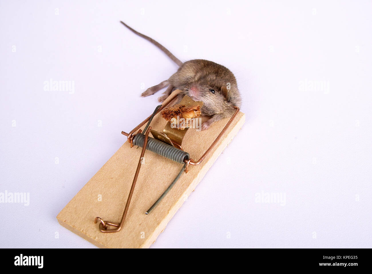 mouse in a mousetrap Stock Photo - Alamy
