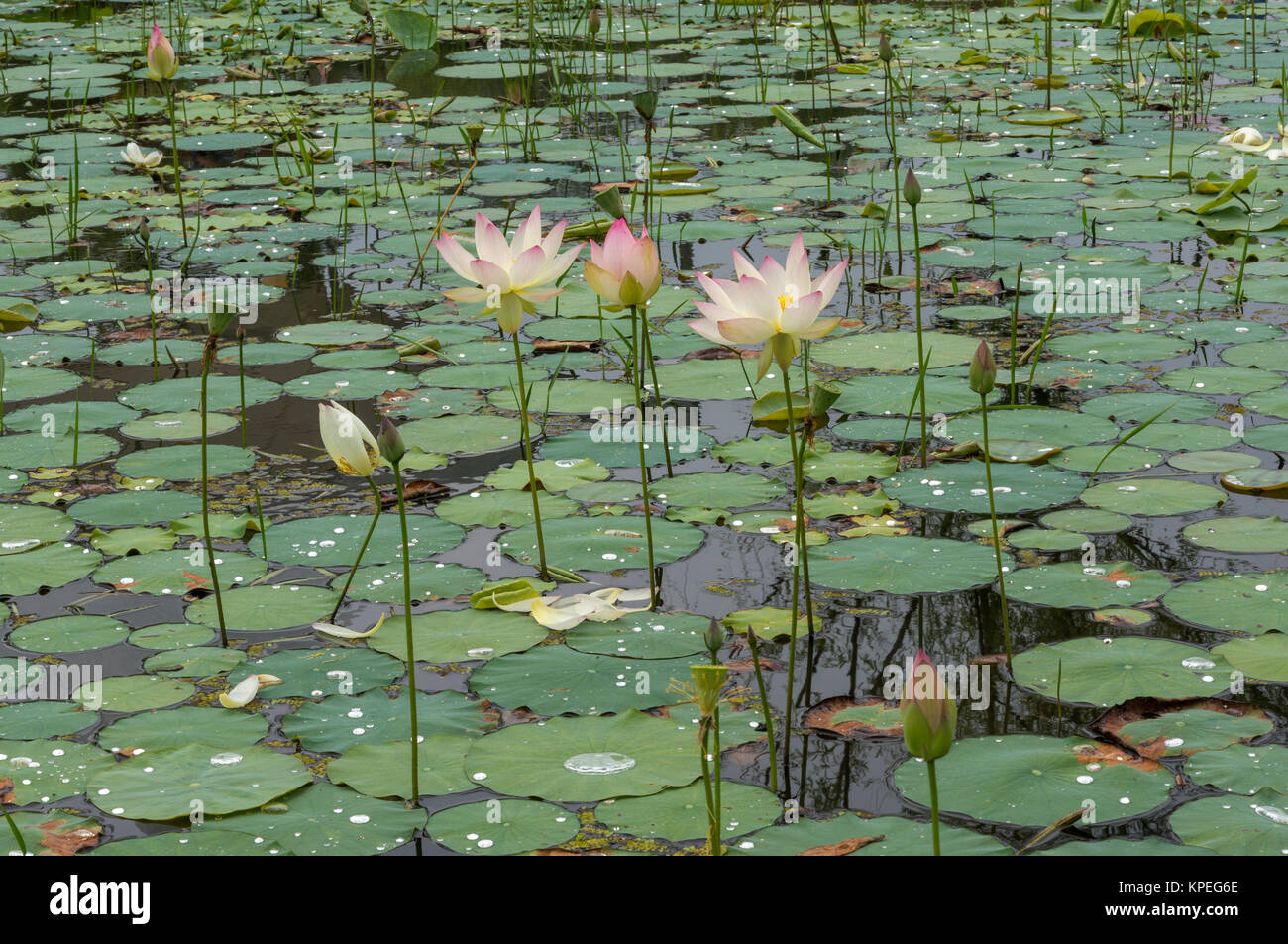 Lotus flower pond Stock Photo - Alamy
