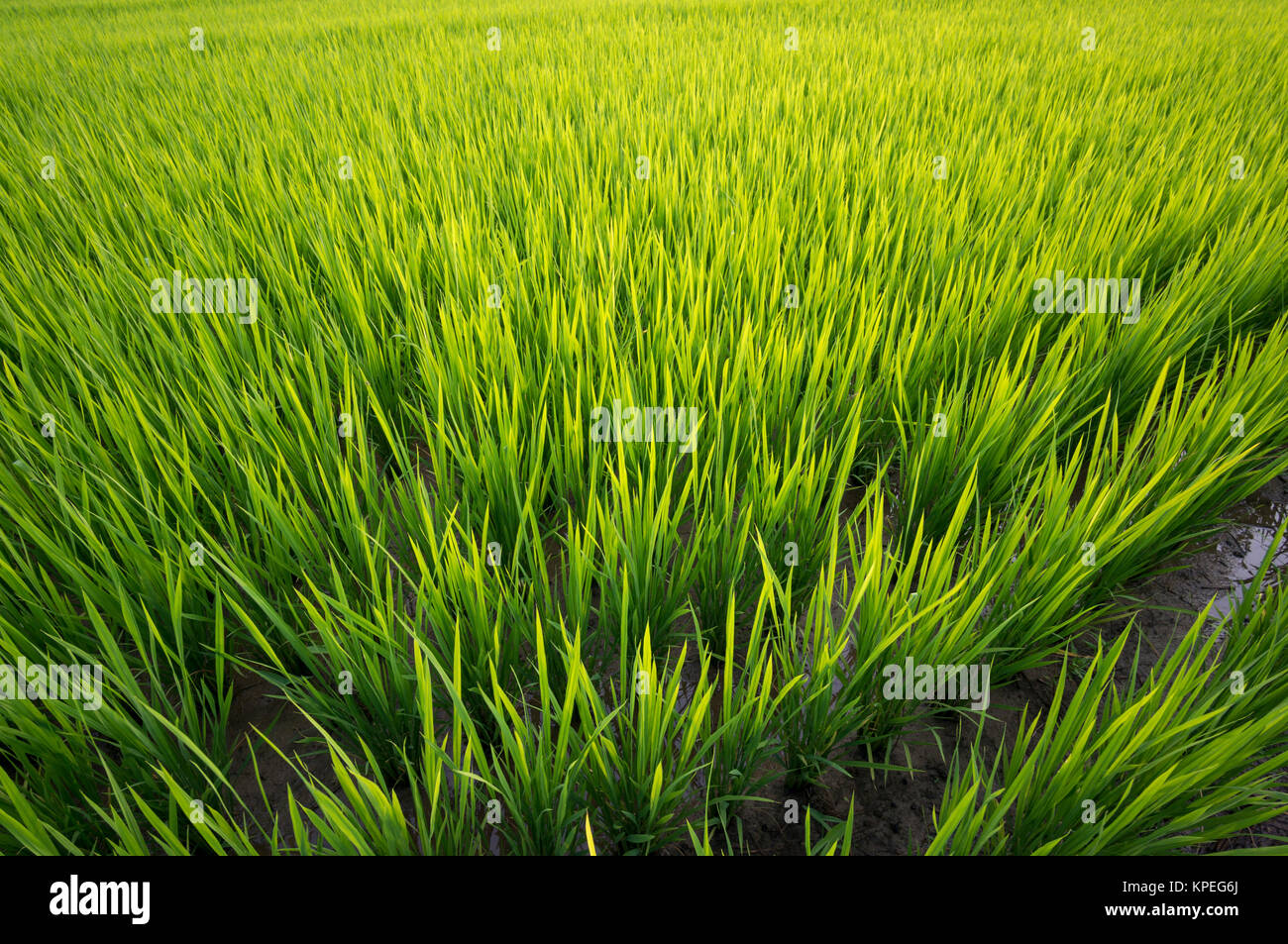 Sunset over rice farm Stock Photo - Alamy