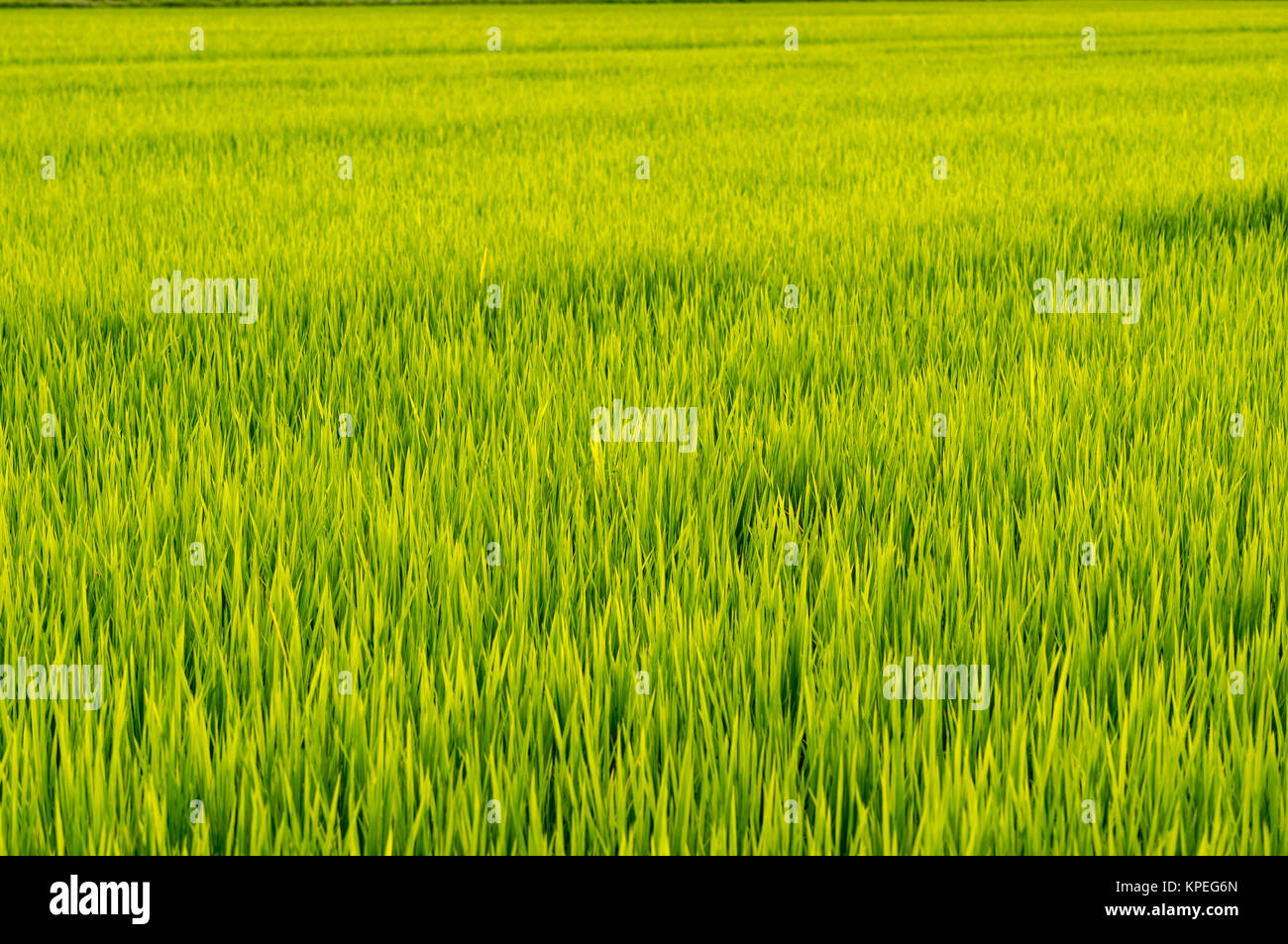 Sunset over rice farm Stock Photo - Alamy
