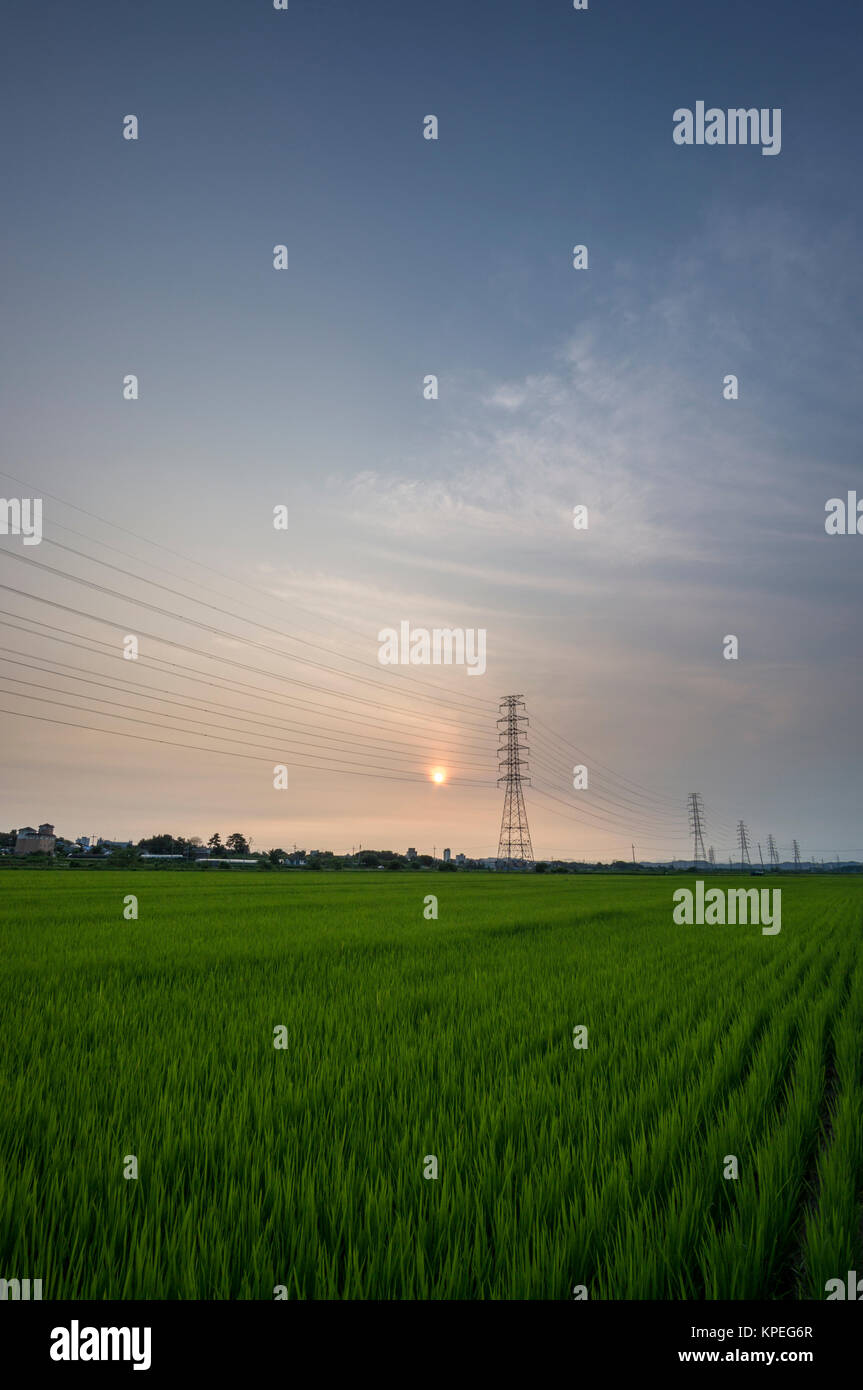 Korean rice paddies hi-res stock photography and images - Alamy