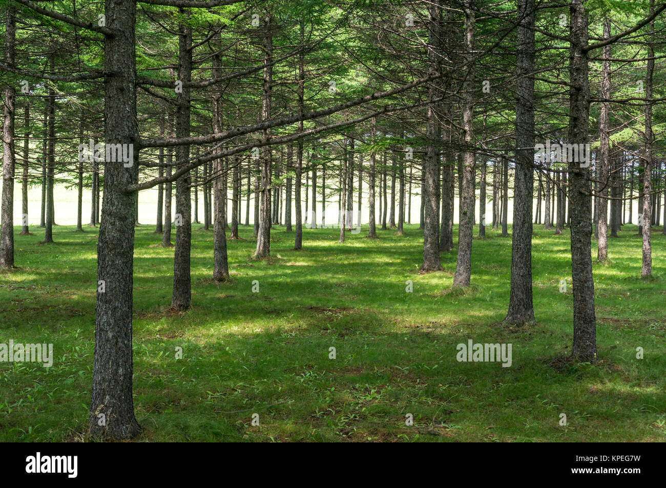 Trees in the park Stock Photo - Alamy