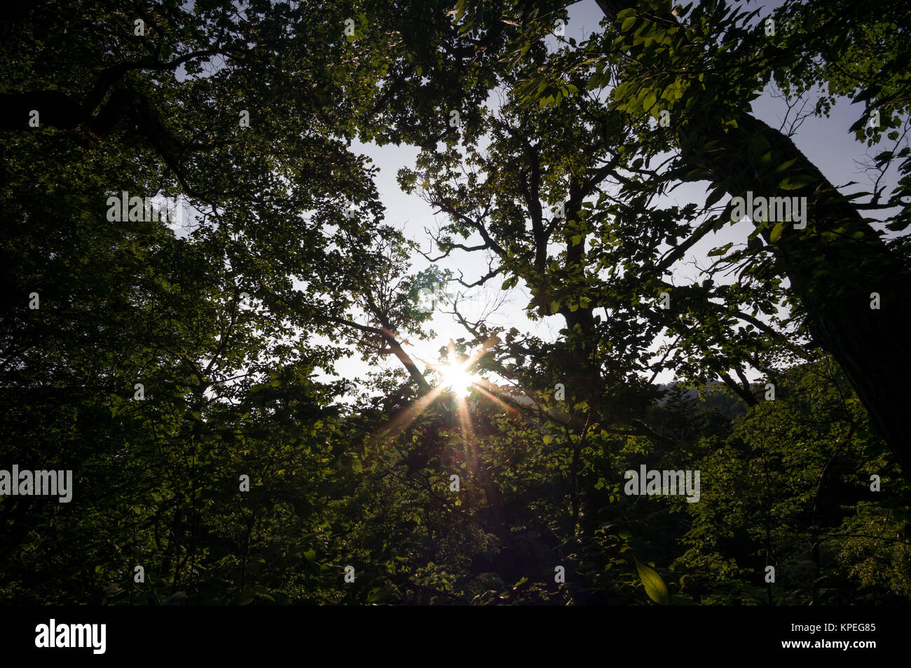 Sunlight in the woods Stock Photo - Alamy