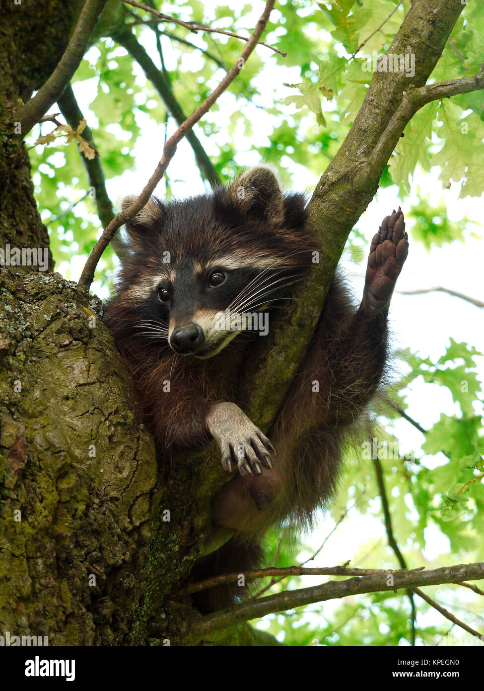 Raccoon (Procyon lotor Stock Photo - Alamy