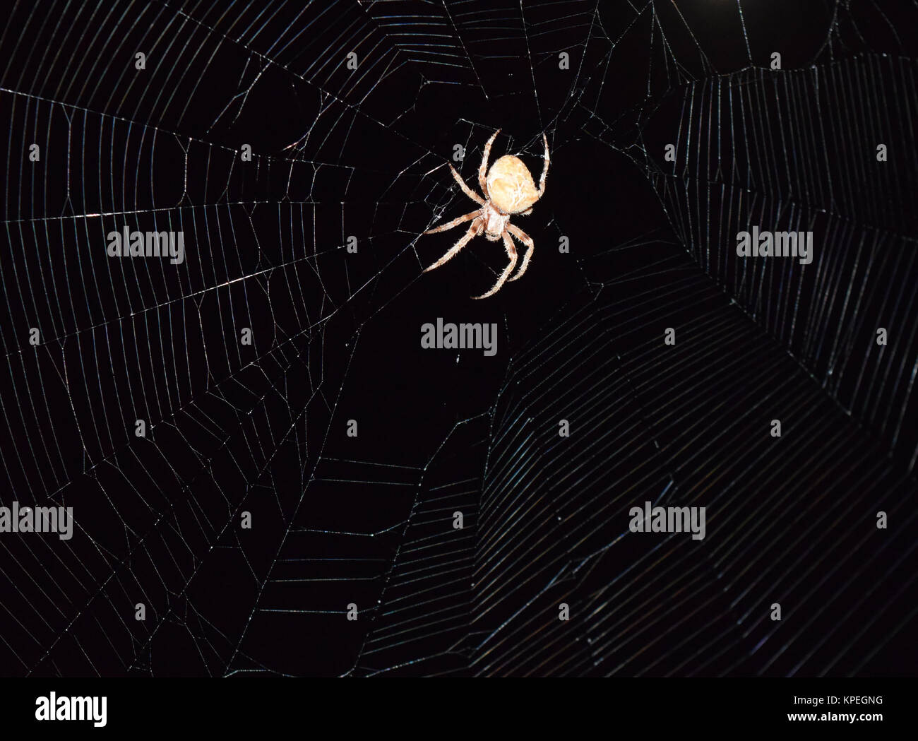 Spider web detail night hi-res stock photography and images - Alamy