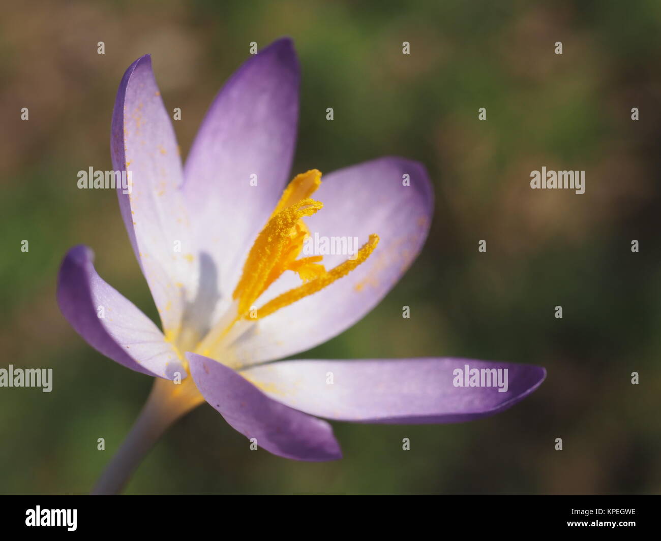 Crocus seeds hi-res stock photography and images - Alamy