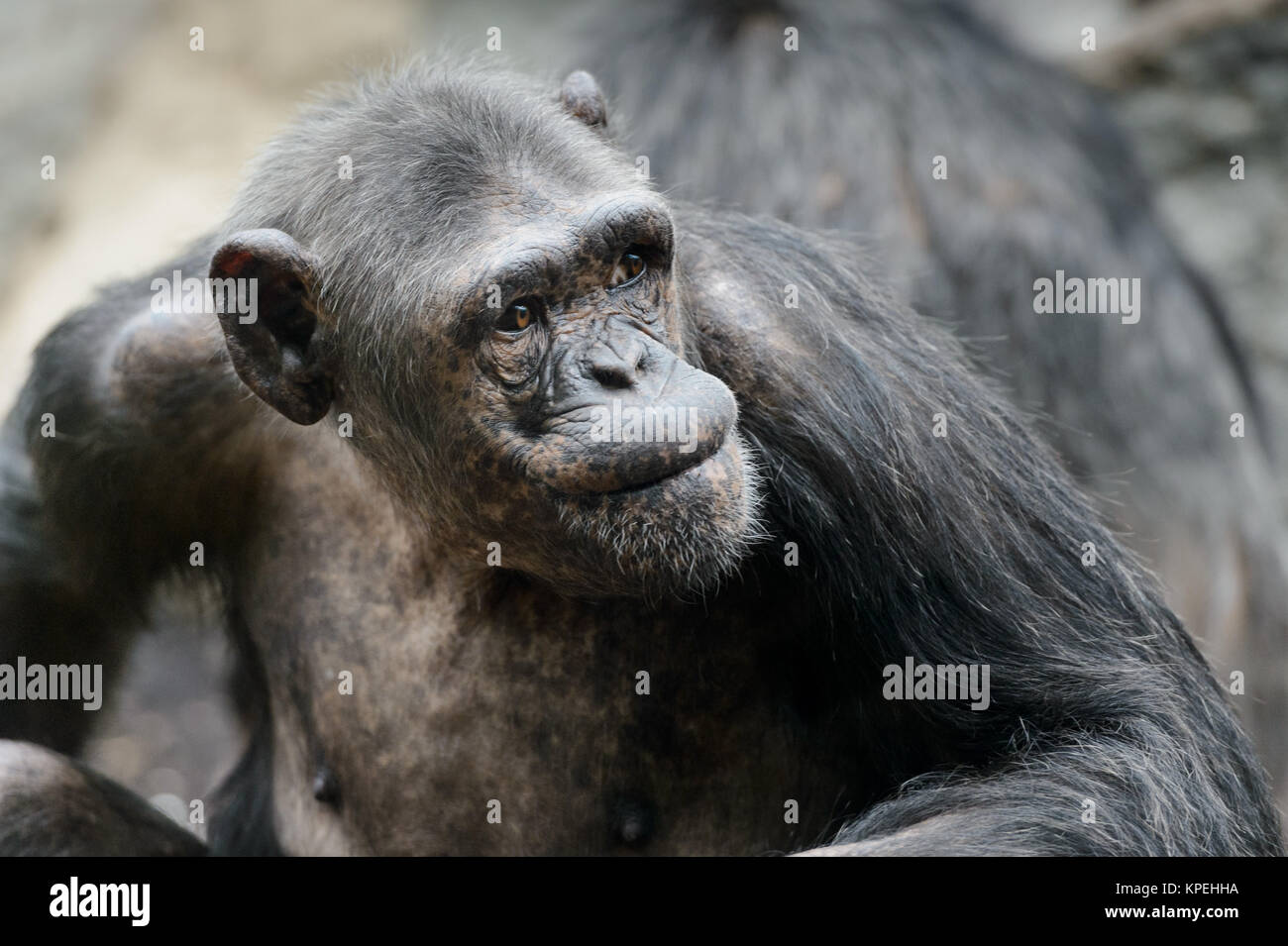 Monkey nostrils hi-res stock photography and images - Alamy