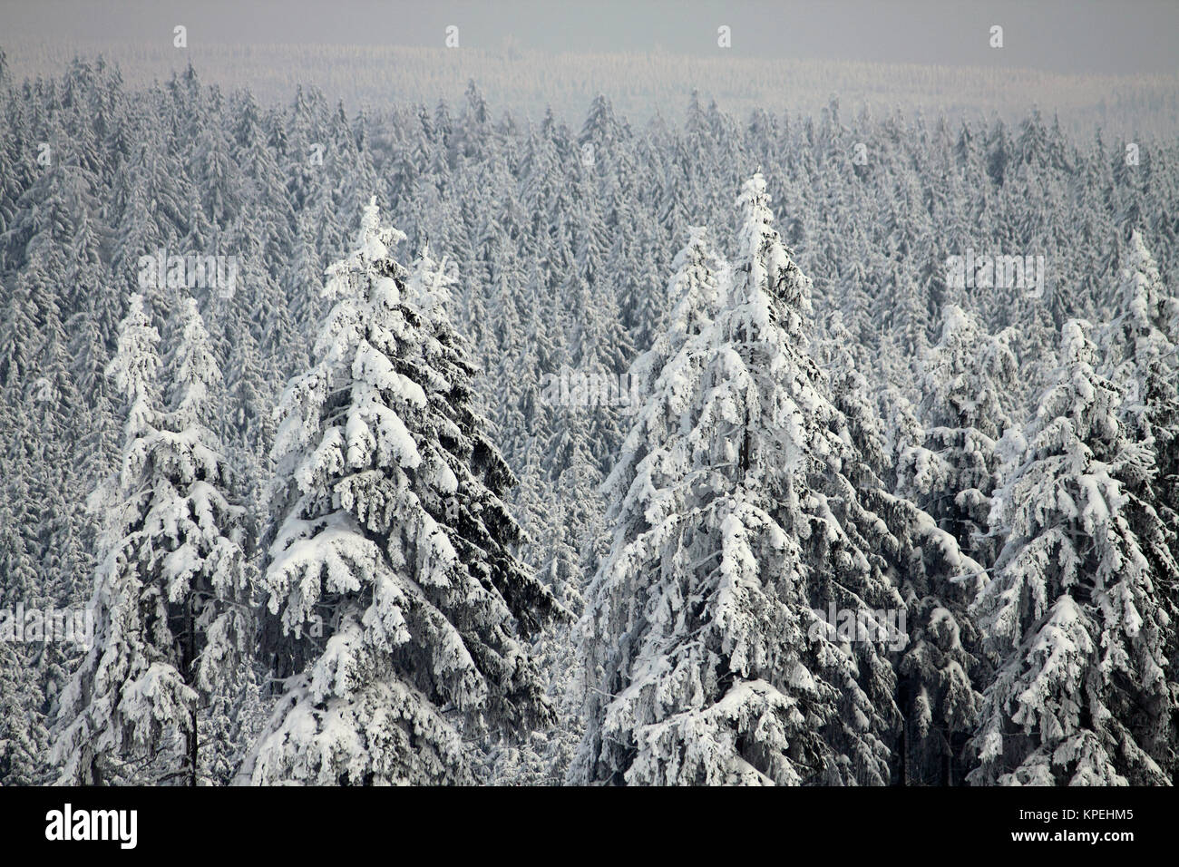 winter nature snow landscape tree sky Stock Photo - Alamy
