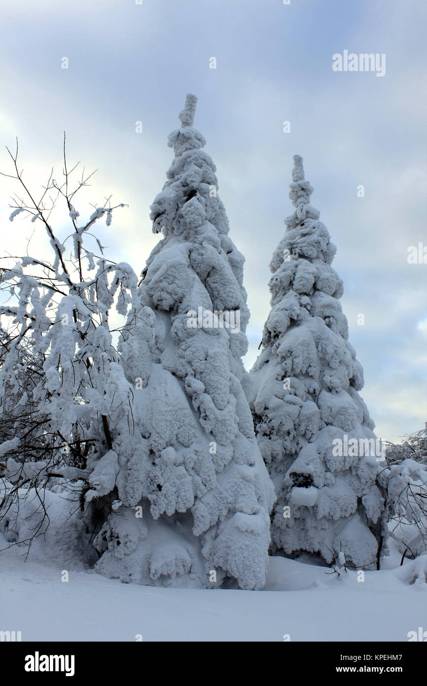 winter nature snow landscape tree sky Stock Photo - Alamy